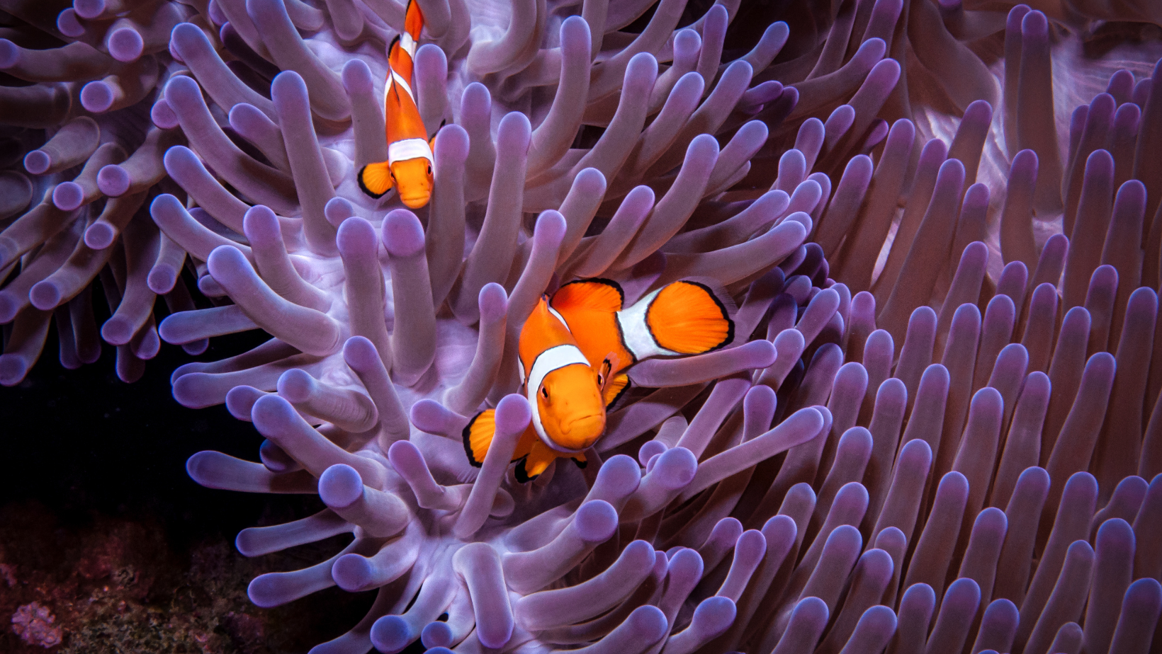 5 Goal Setting Lessons from Finding Nemo
